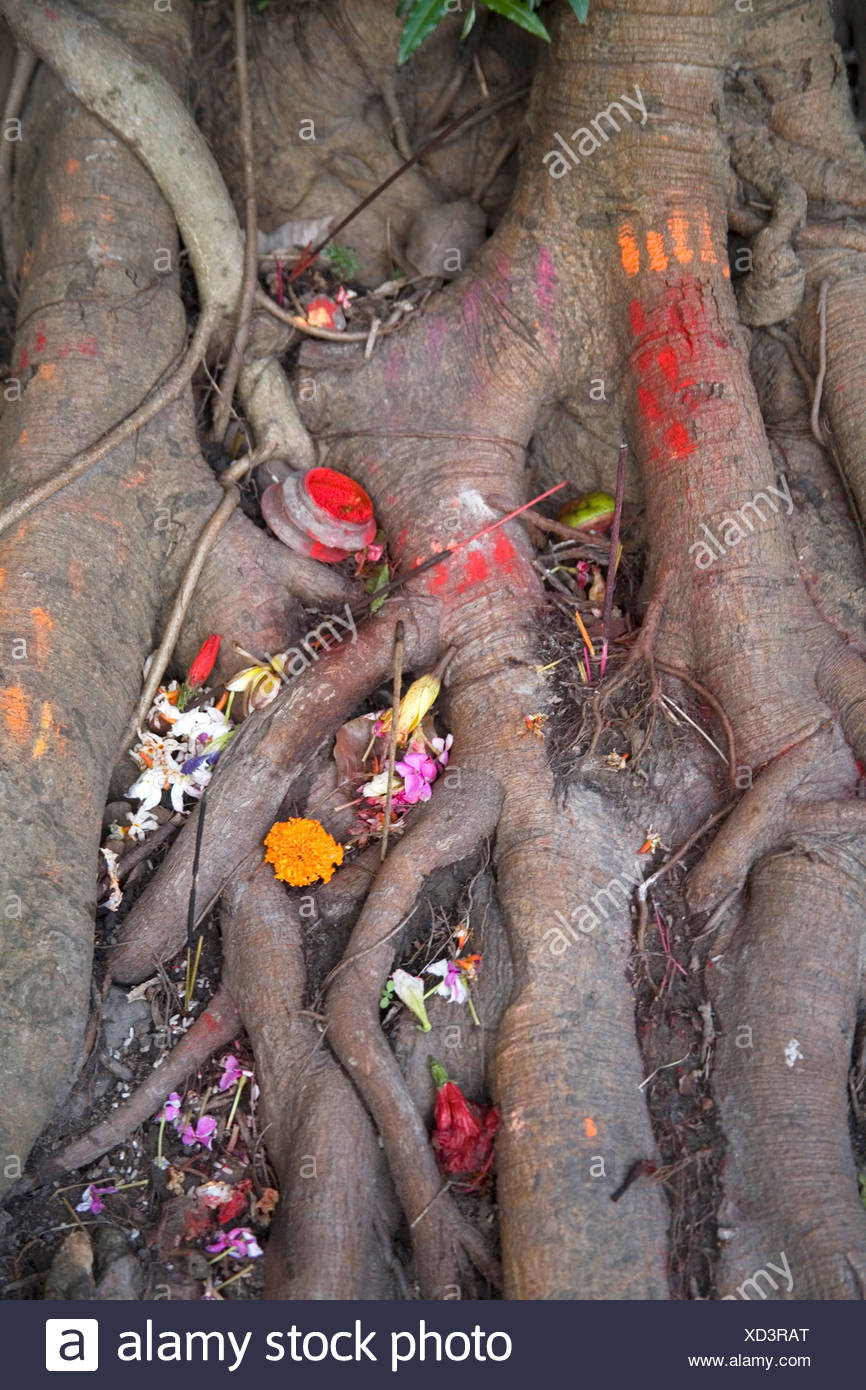 Tree Worship South India High Resolution Stock Photography and Images ...