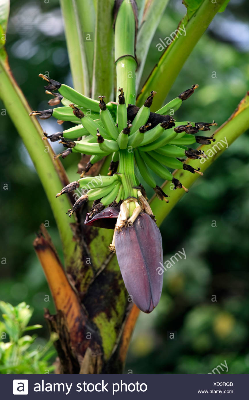 Musa Paradisiaca Plantain High Resolution Stock Photography and Images ...