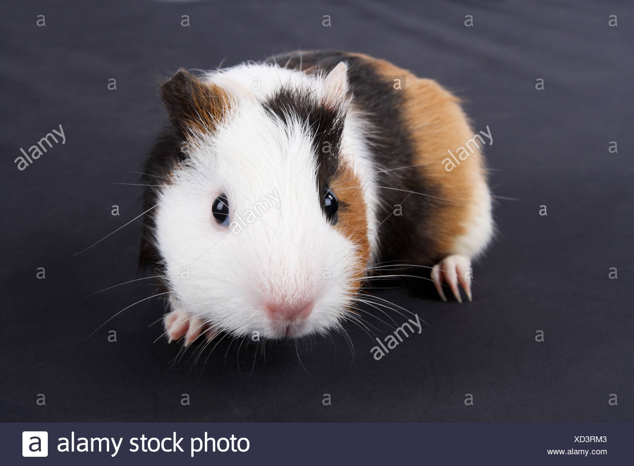 Black Guinea Pig High Resolution Stock Photography and Images - Alamy