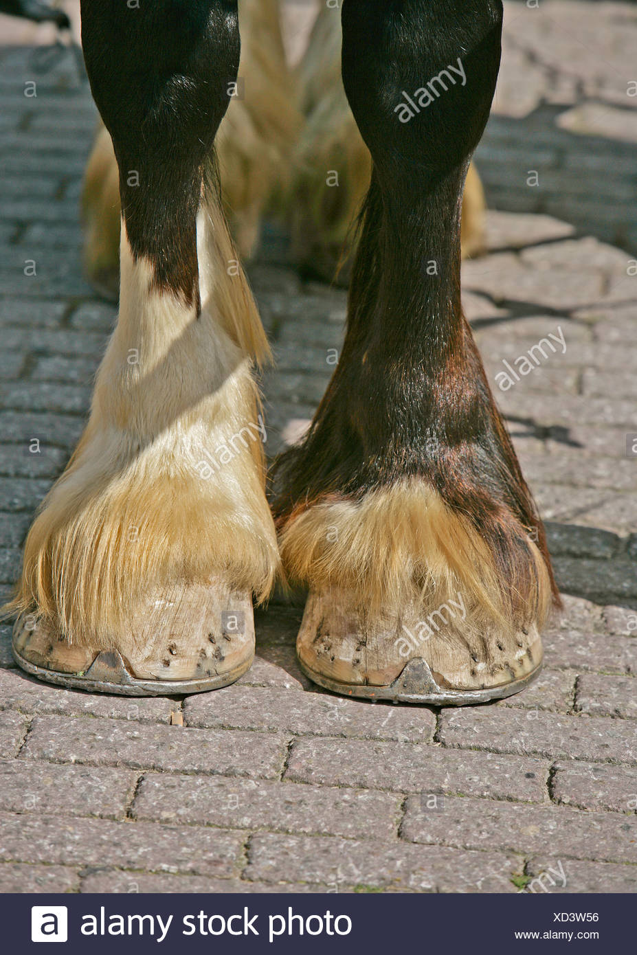 Horse Hooves High Resolution Stock Photography and Images - Alamy