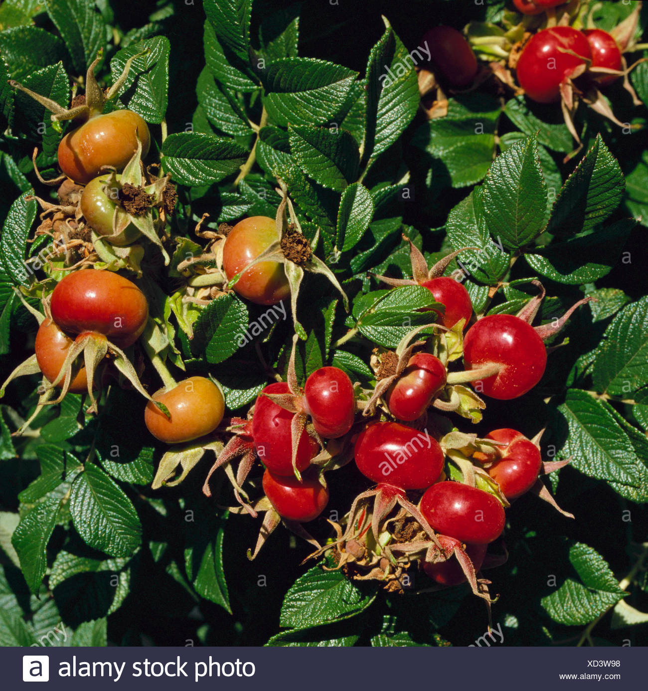 Scabrosa High Resolution Stock Photography and Images - Alamy