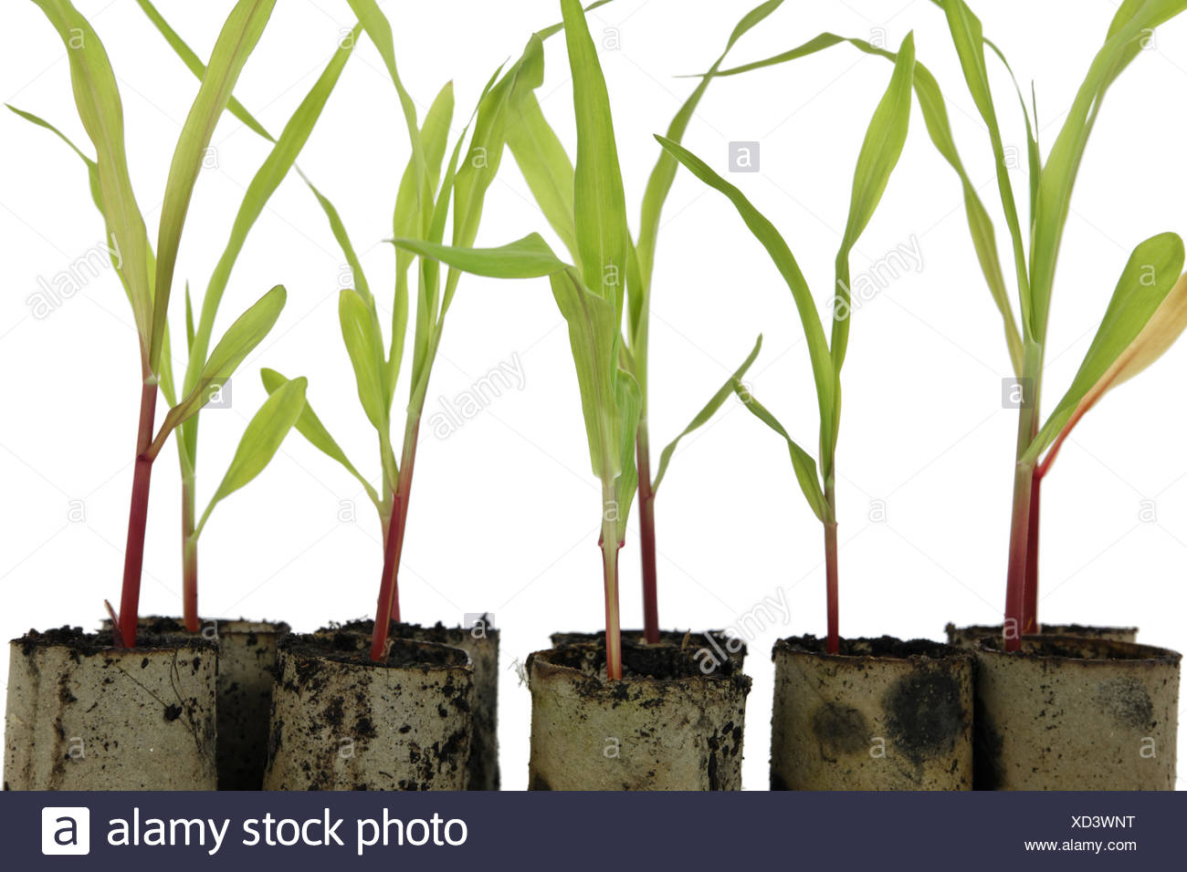 Corn Cultivation Stock Photos & Corn Cultivation Stock Images - Alamy