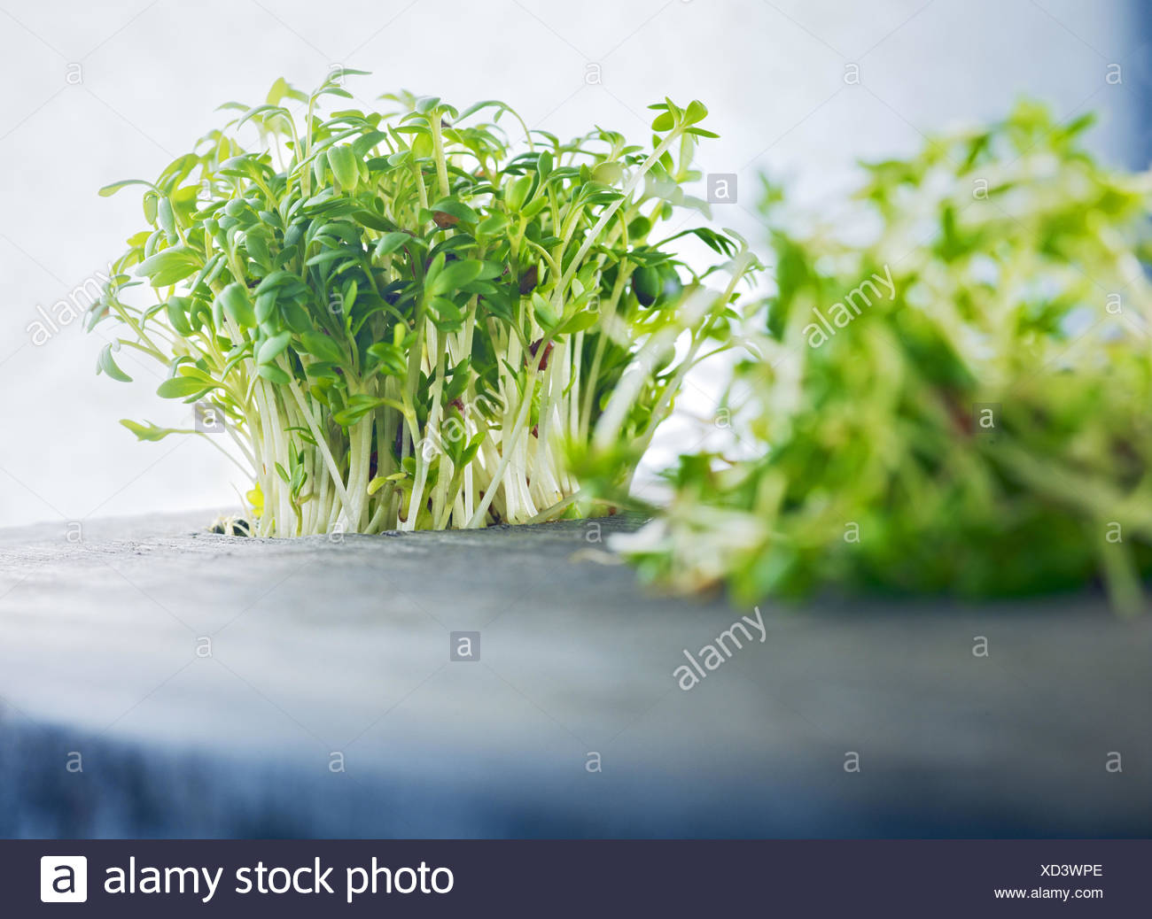 Wild Cress Stock Photos & Wild Cress Stock Images - Alamy