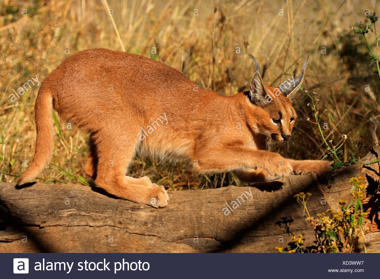 Caracal Portrait Felis Caracal High Resolution Stock Photography and ...