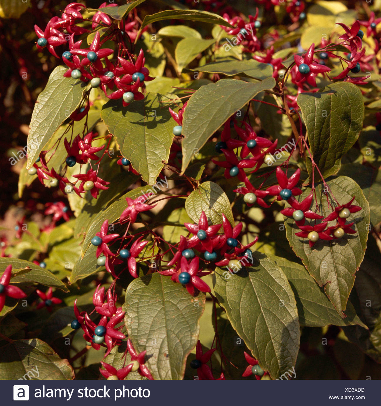 Clerodendrum Trichotomum Stock Photos & Clerodendrum Trichotomum Stock ...