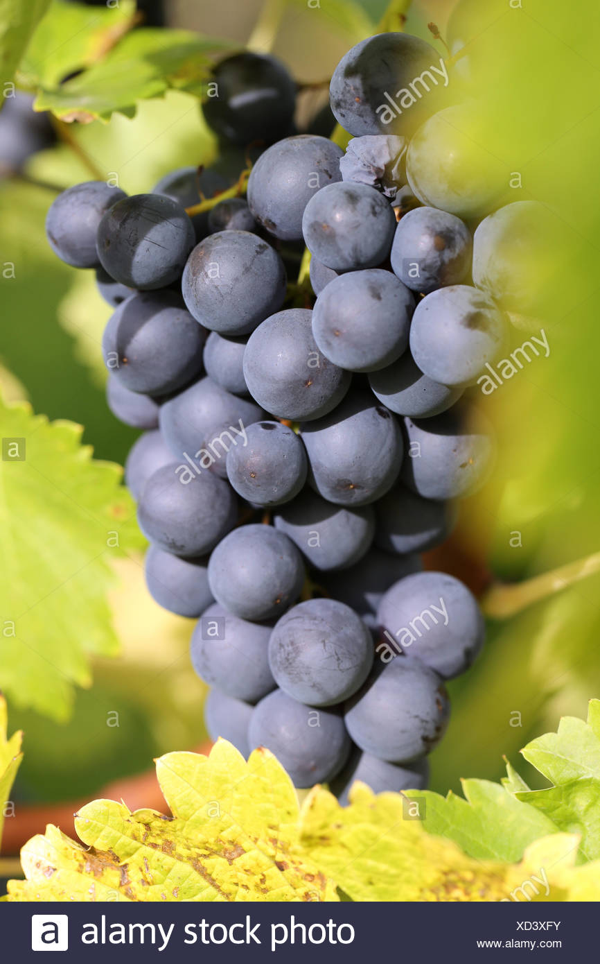 Rote Weintrauben High Resolution Stock Photography and Images - Alamy