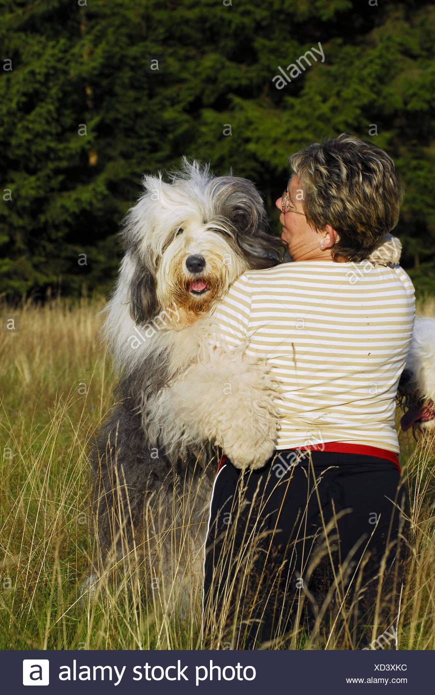 Bobtail Dog Or Old English Sheepdog Stock Photos & Bobtail Dog Or Old ...