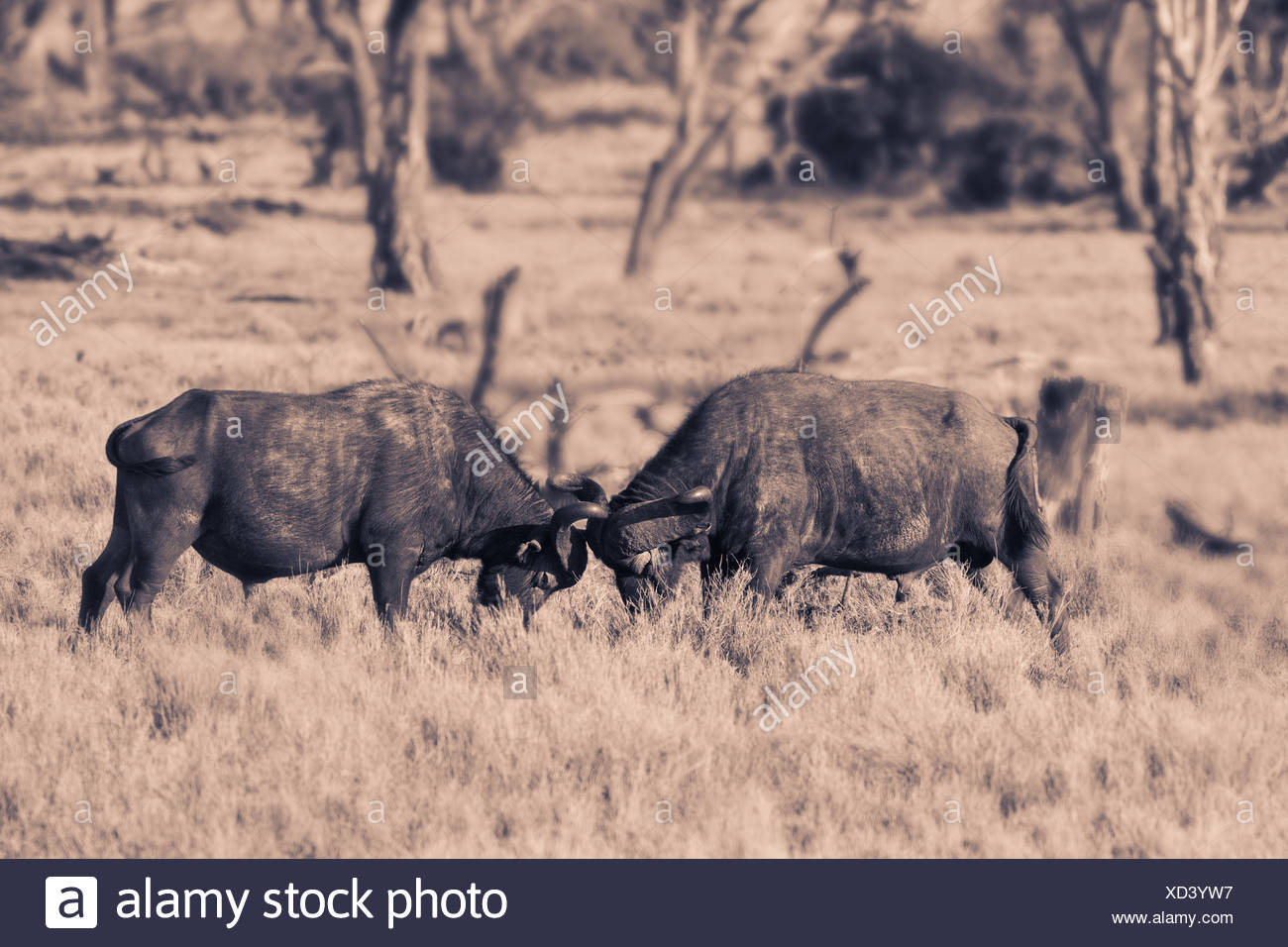 Two Africa Buffalo Fighting High Resolution Stock Photography and ...