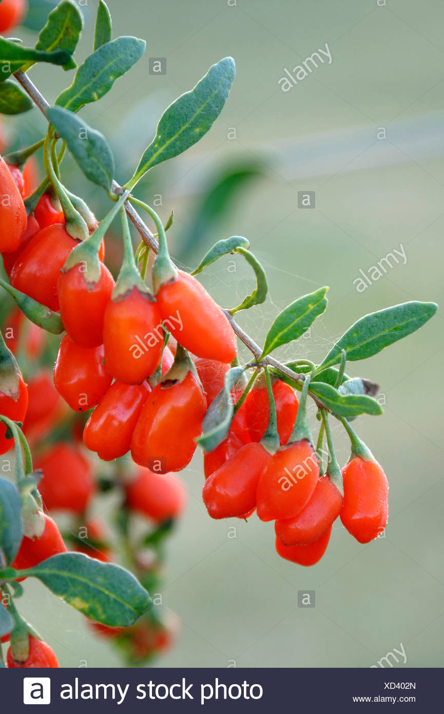 Chinese Wolfberry Stock Photos & Chinese Wolfberry Stock Images - Alamy