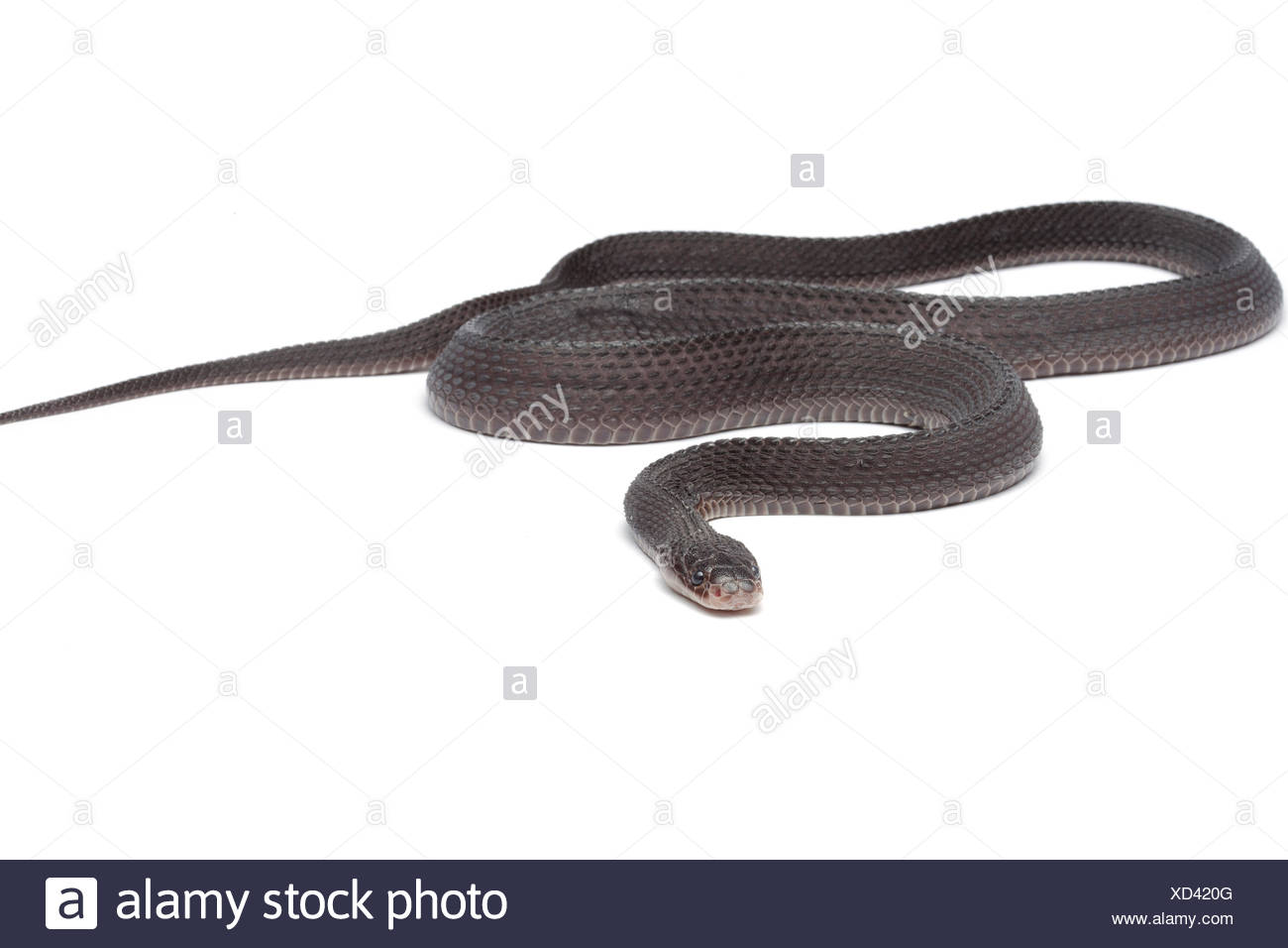 File Snake High Resolution Stock Photography and Images - Alamy