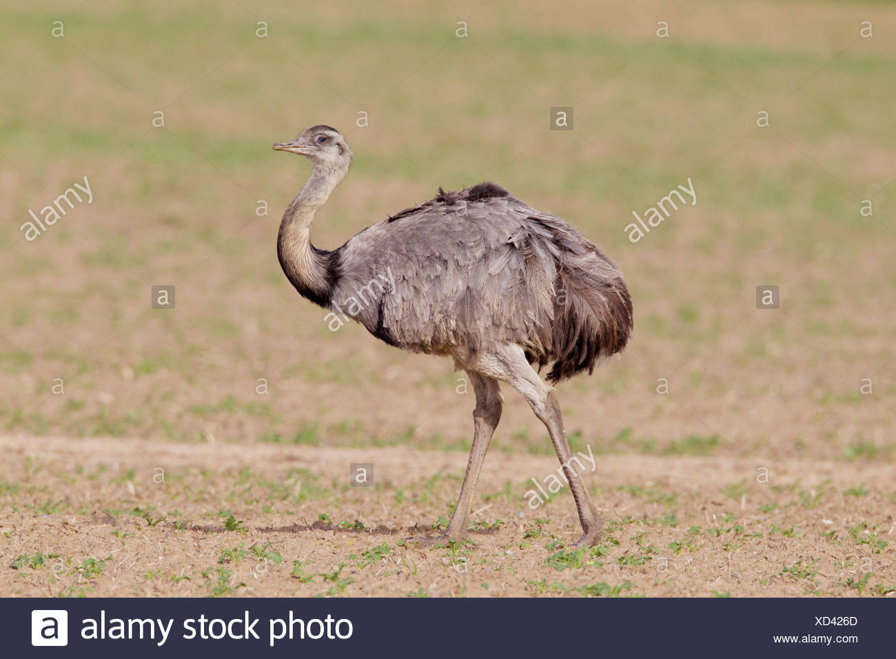 Male Rhea High Resolution Stock Photography and Images - Alamy