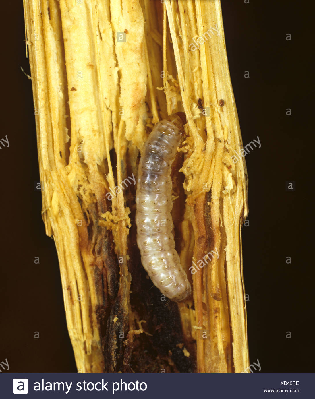 Stalk Borer Larva High Resolution Stock Photography and Images - Alamy