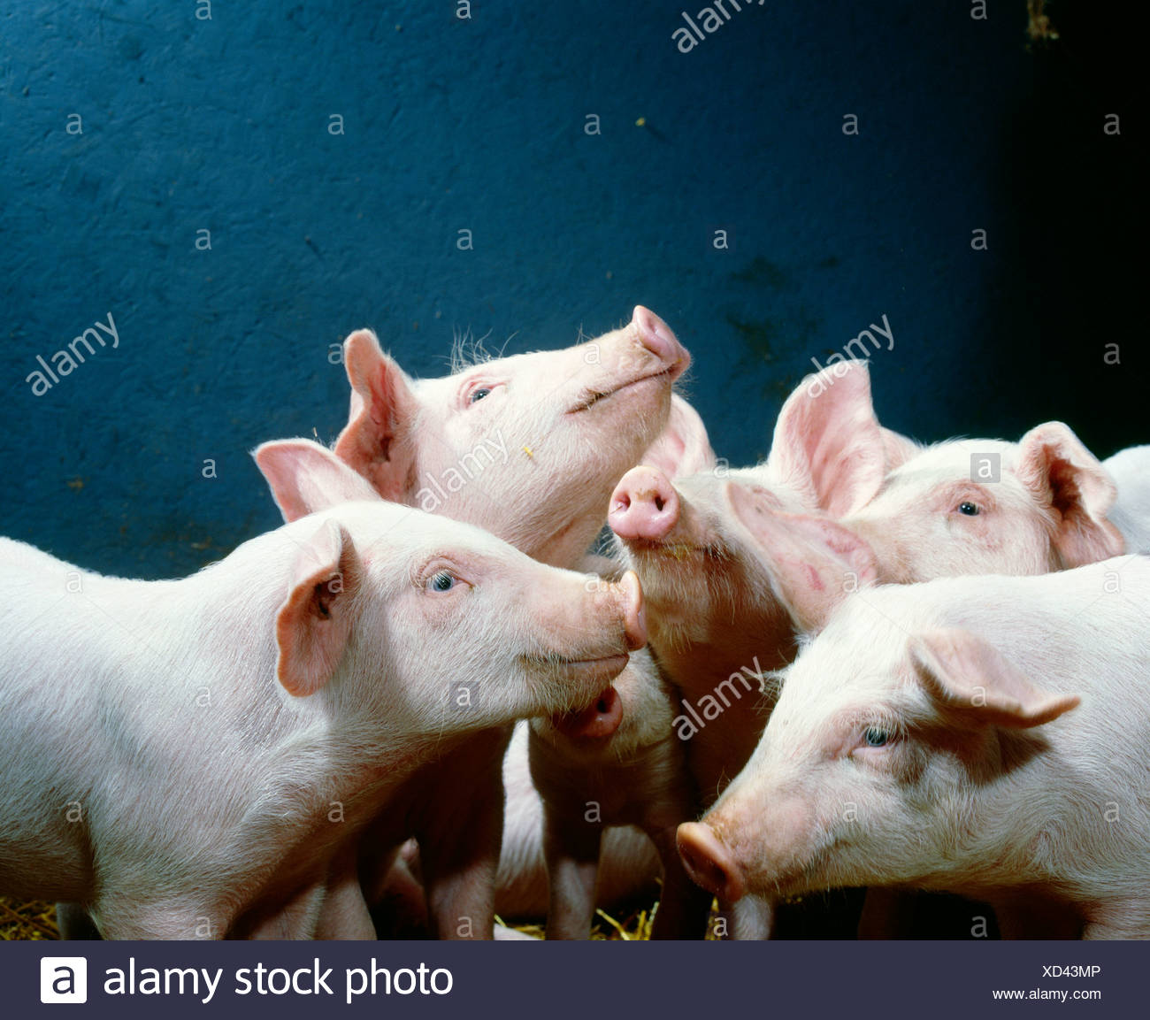Landrace Pigs High Resolution Stock Photography and Images - Alamy