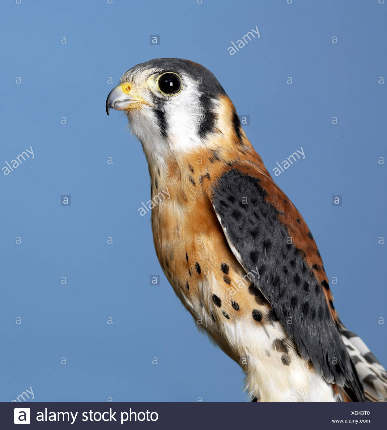 Kestrel Stock Photos & Kestrel Stock Images - Alamy