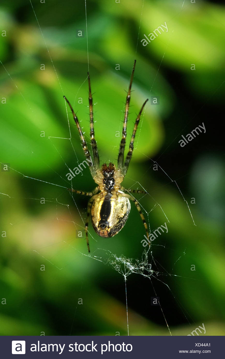 Spider Spinneret High Resolution Stock Photography and Images - Alamy