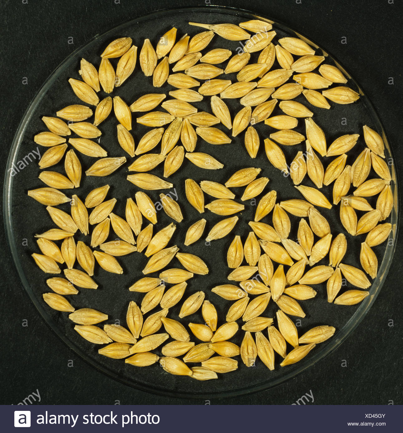 Barley Seed Germination High Resolution Stock Photography and Images ...