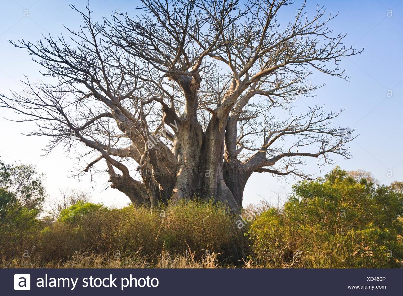 Boab Boaboa High Resolution Stock Photography and Images - Alamy