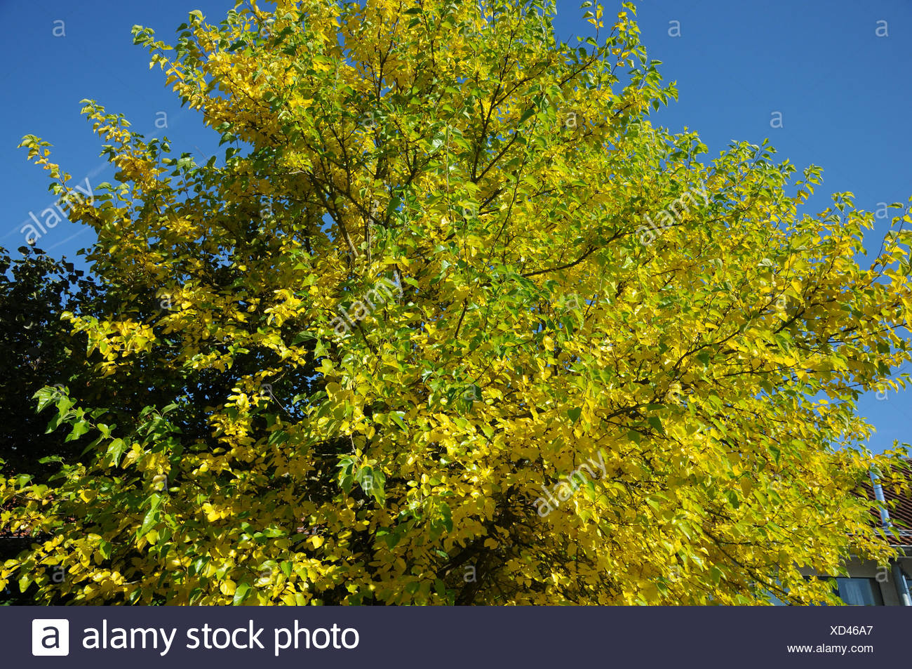 Indian Mulberry Tree High Resolution Stock Photography and Images - Alamy
