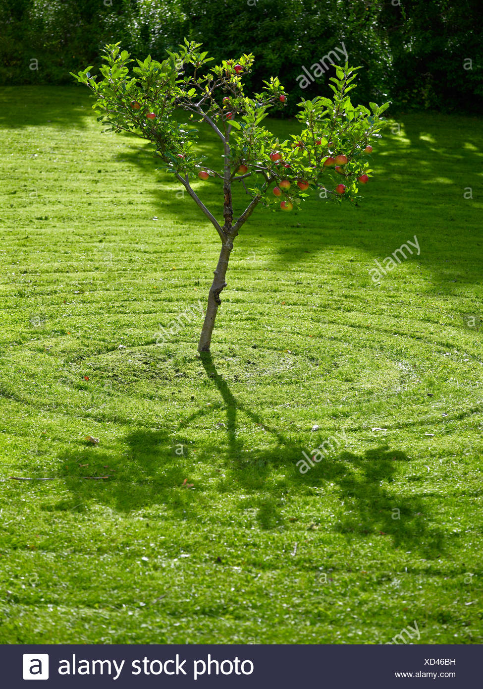 Small Apple Tree Stock Photos & Small Apple Tree Stock Images - Alamy