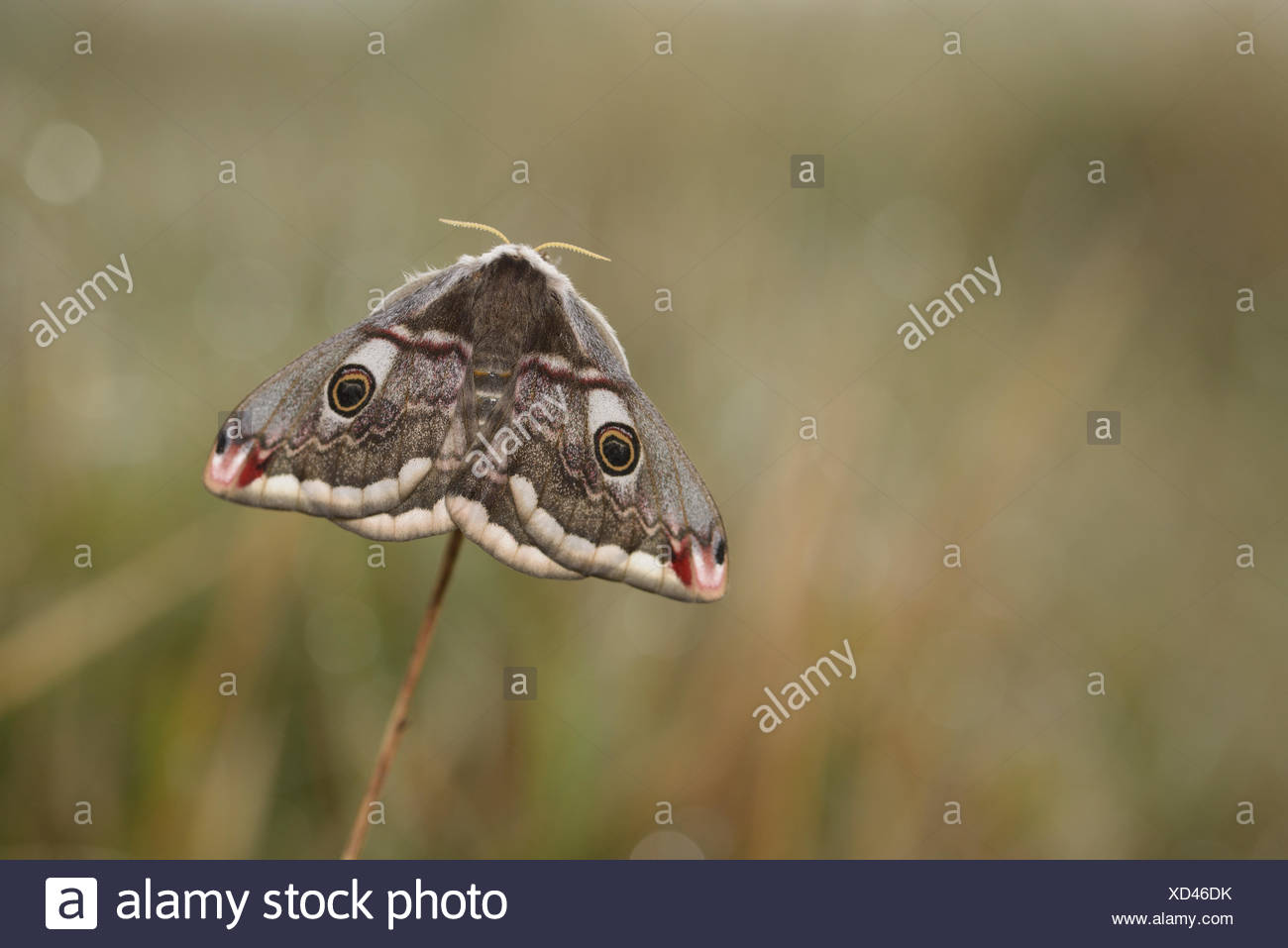 Emperor Moth Saturnia Pavonia High Resolution Stock Photography and ...