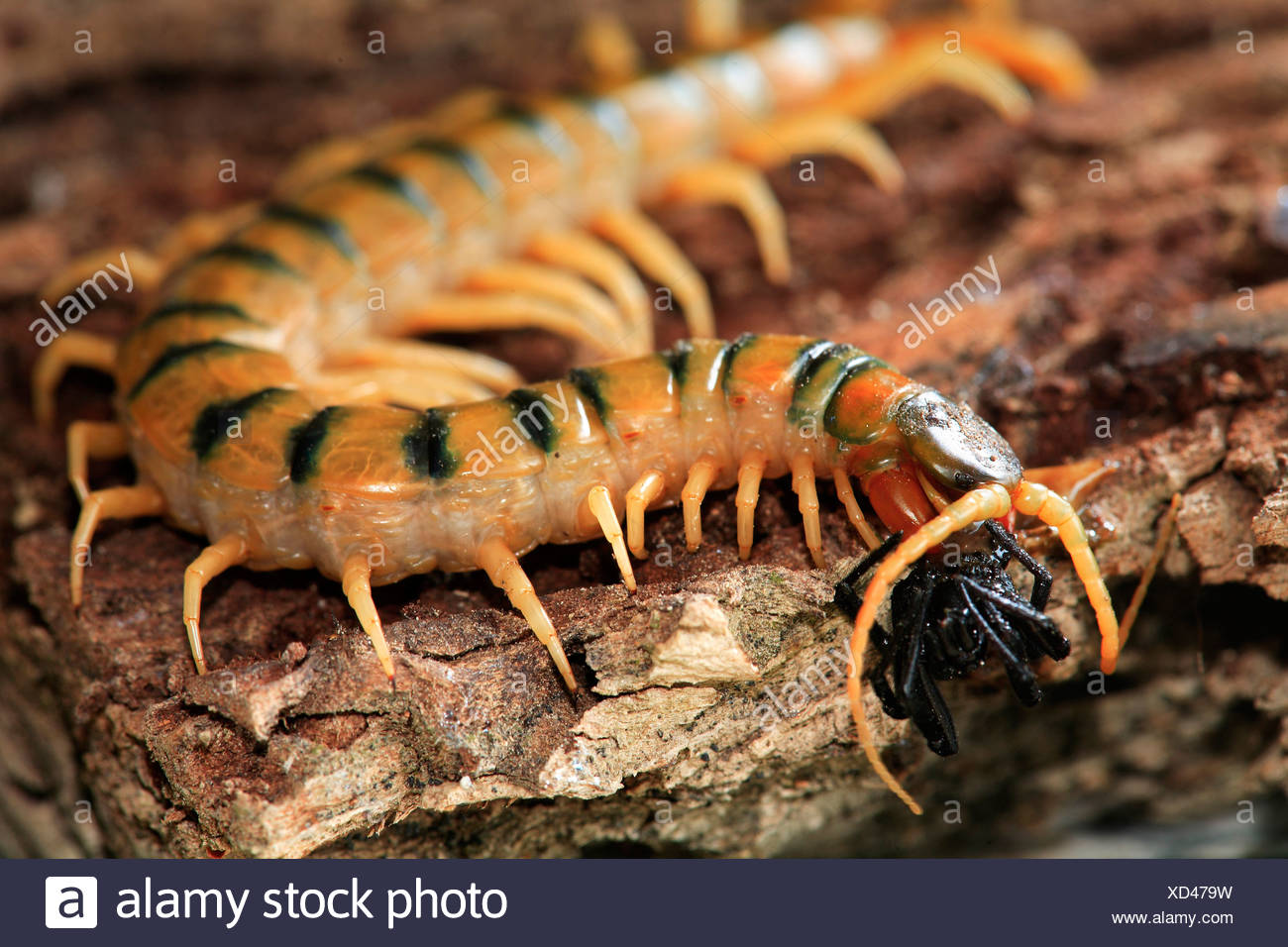 Megarian Banded Centipede High Resolution Stock Photography and Images ...