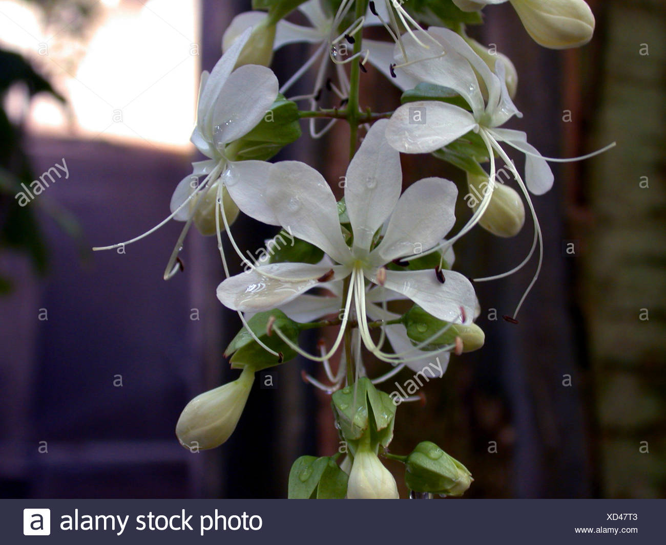 Bridal Veil Clerodendrum Wallichii High Resolution Stock Photography ...
