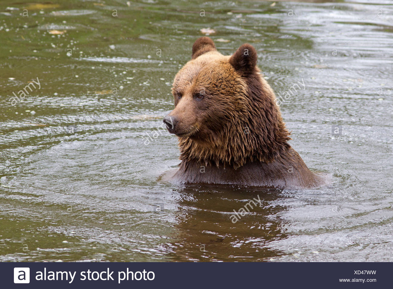 Wash Bear High Resolution Stock Photography and Images - Alamy