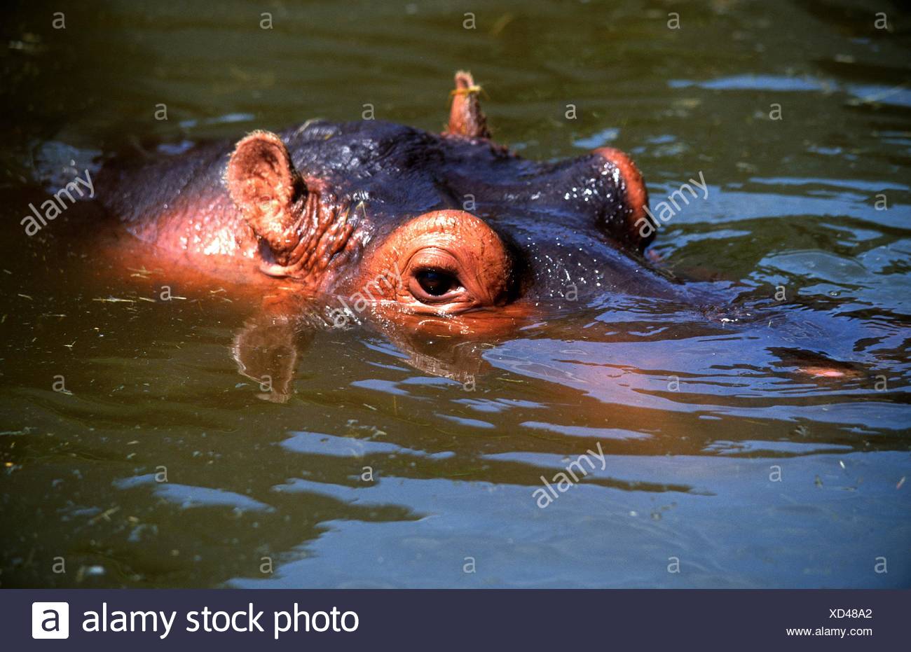 Hippo High Resolution Stock Photography and Images - Alamy