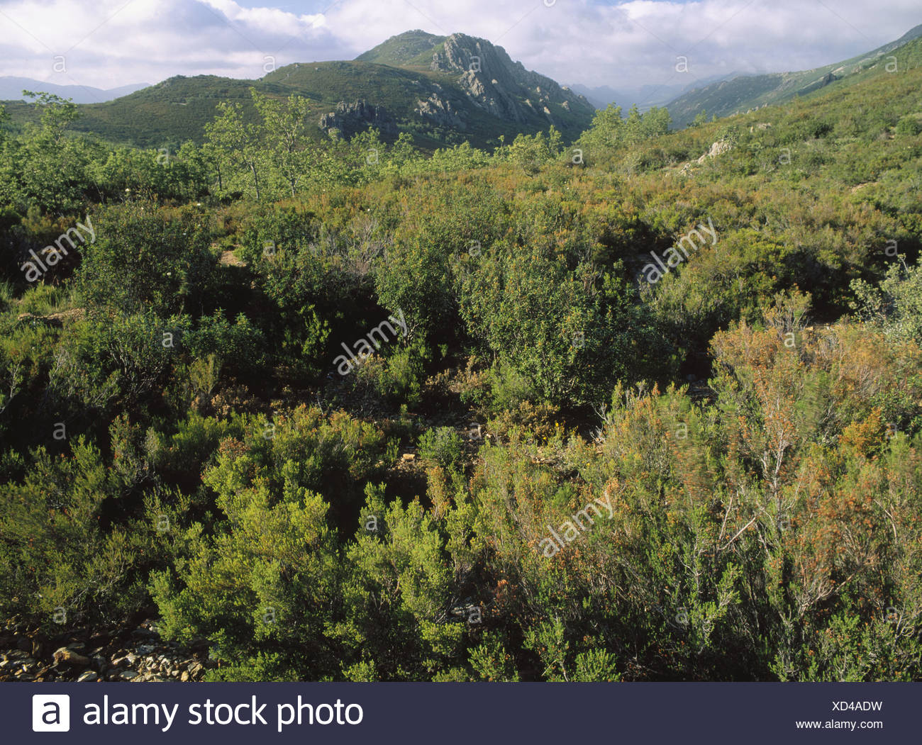 Cistus Sp High Resolution Stock Photography and Images - Alamy