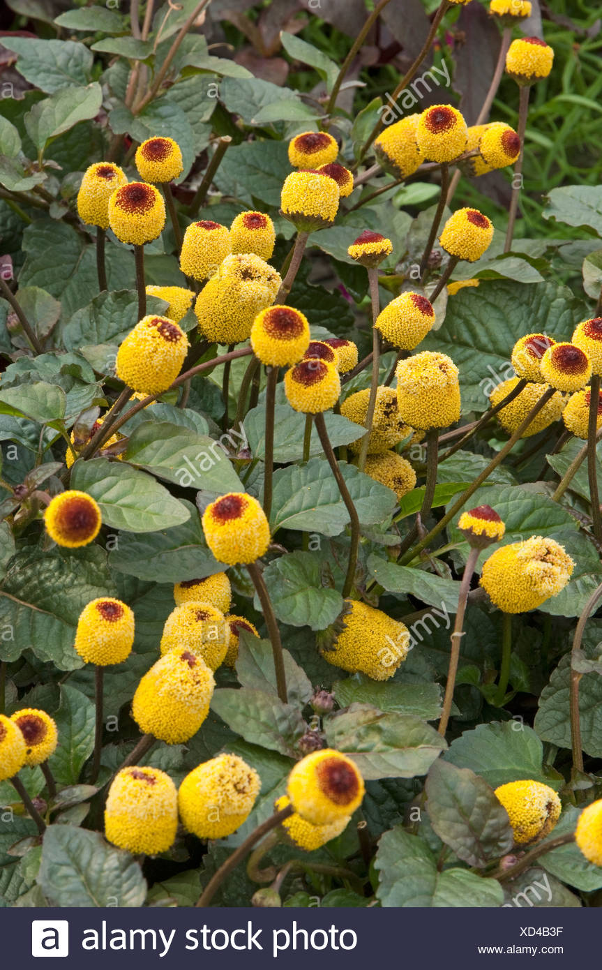 Spilanthes High Resolution Stock Photography and Images - Alamy