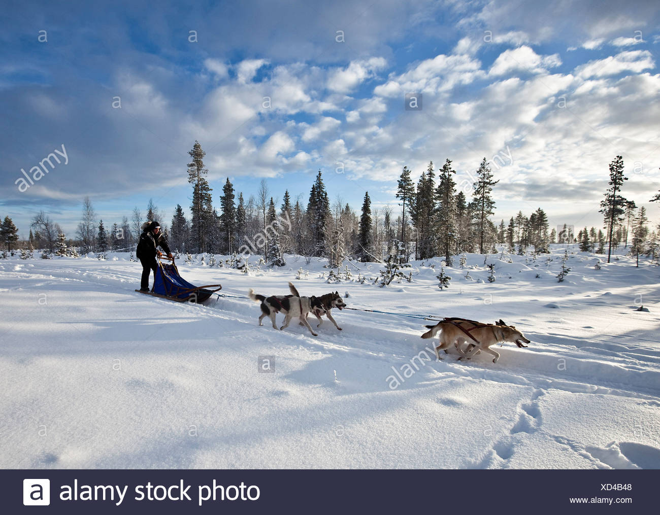 Husky Pulling Sled High Resolution Stock Photography and Images - Alamy