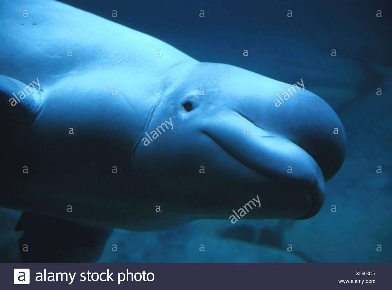 Beluga Point Alaska High Resolution Stock Photography and Images - Alamy