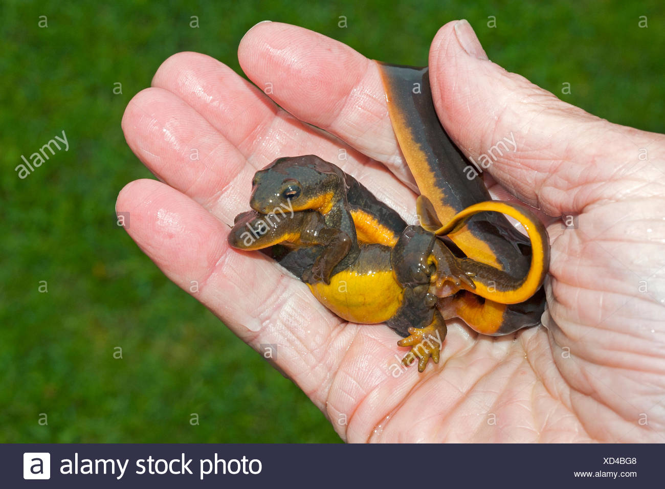 Rough Skinned Newts High Resolution Stock Photography and Images - Alamy