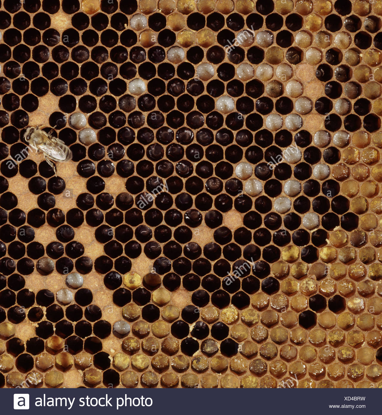 Capped Brood Stock Photos & Capped Brood Stock Images - Alamy