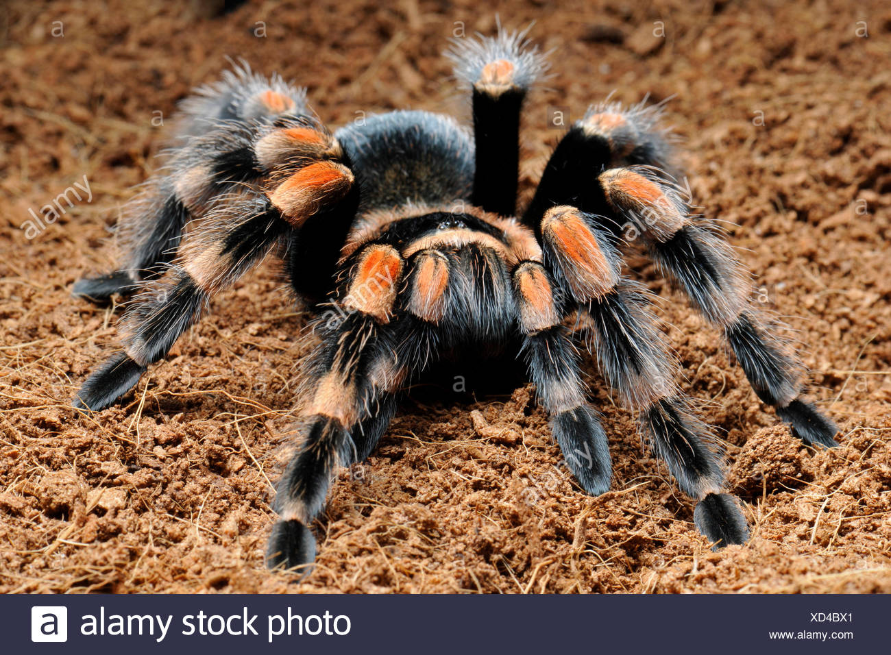 Mexican Red Kneed Spiders High Resolution Stock Photography and Images ...