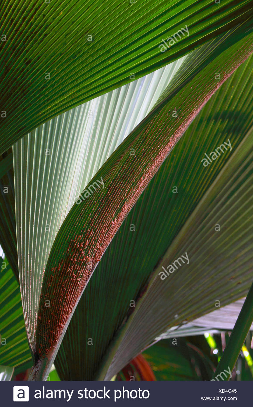 Double Coconut Tree High Resolution Stock Photography and Images - Alamy