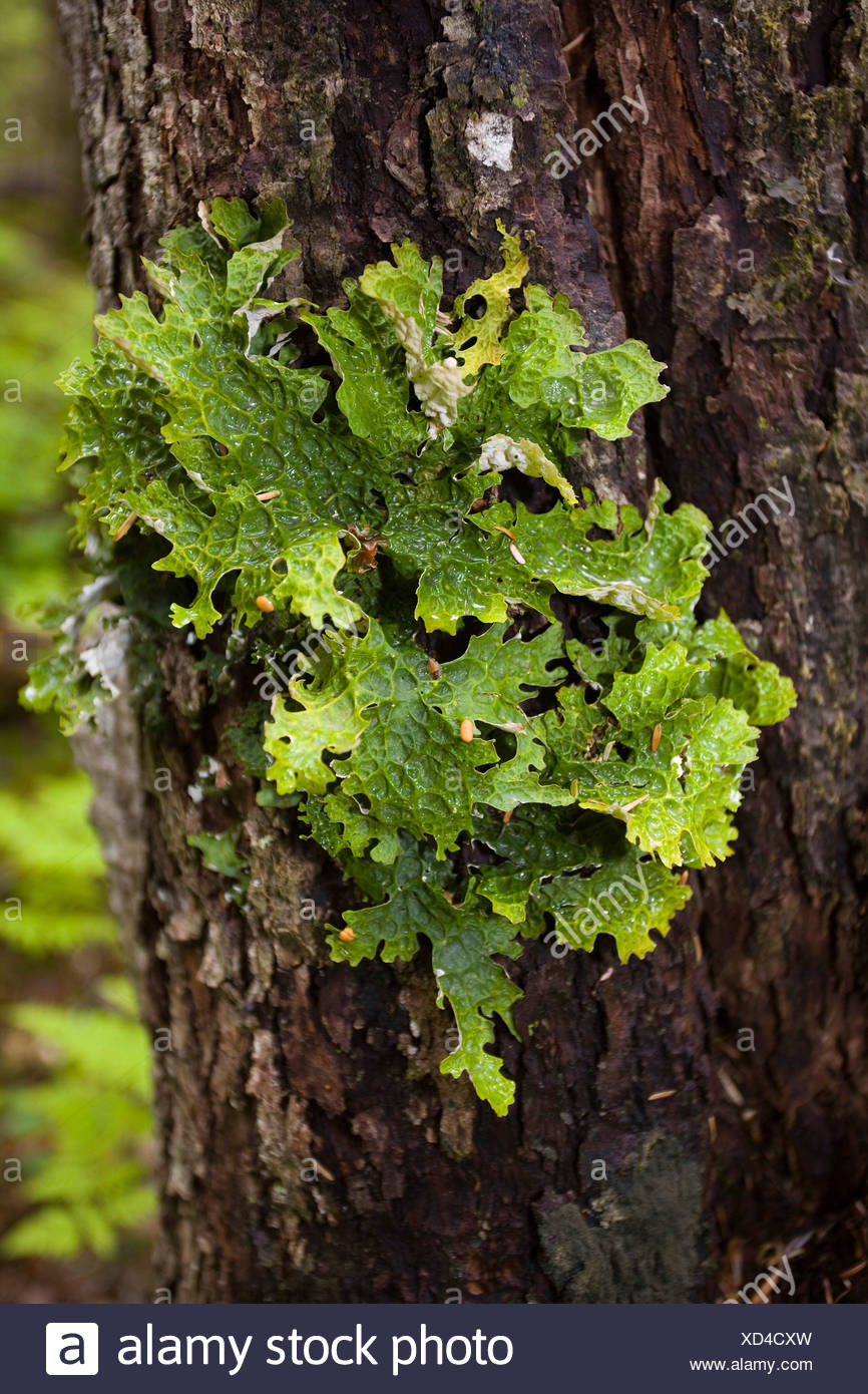 Lungwort Lichen Stock Photos & Lungwort Lichen Stock Images - Alamy