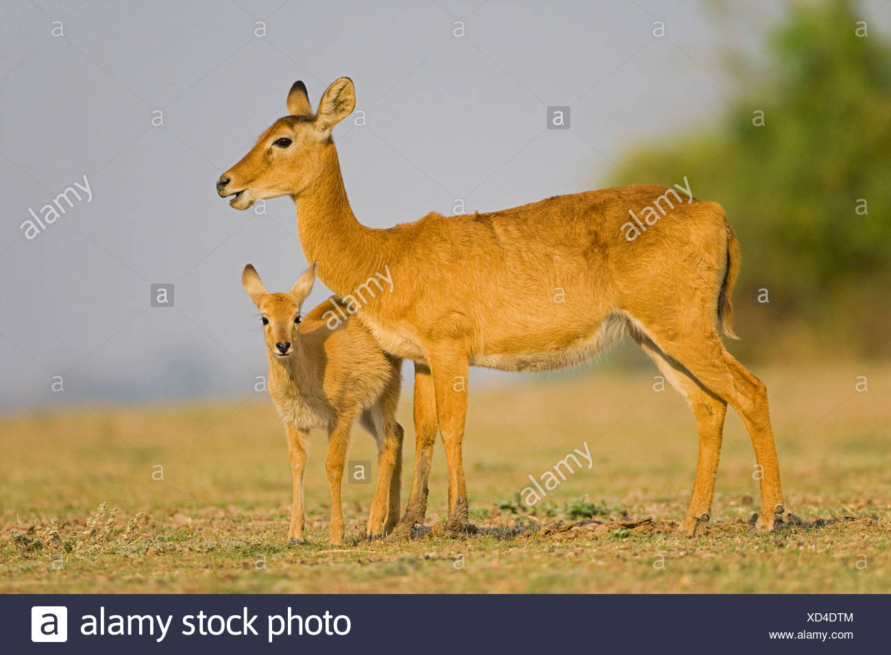 Animal Puku Wildlife High Resolution Stock Photography and Images - Alamy
