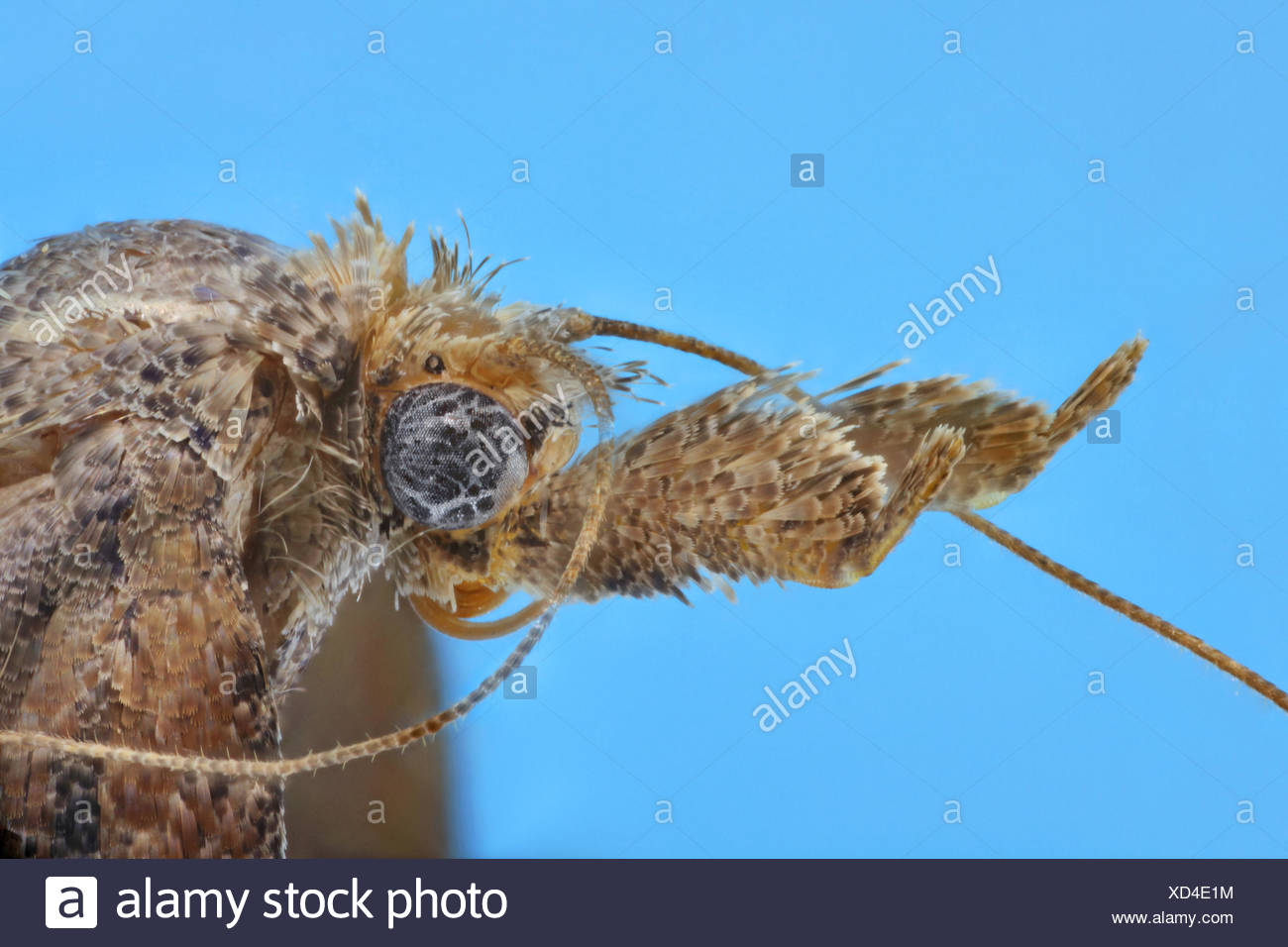 Labial Stock Photos & Labial Stock Images - Alamy