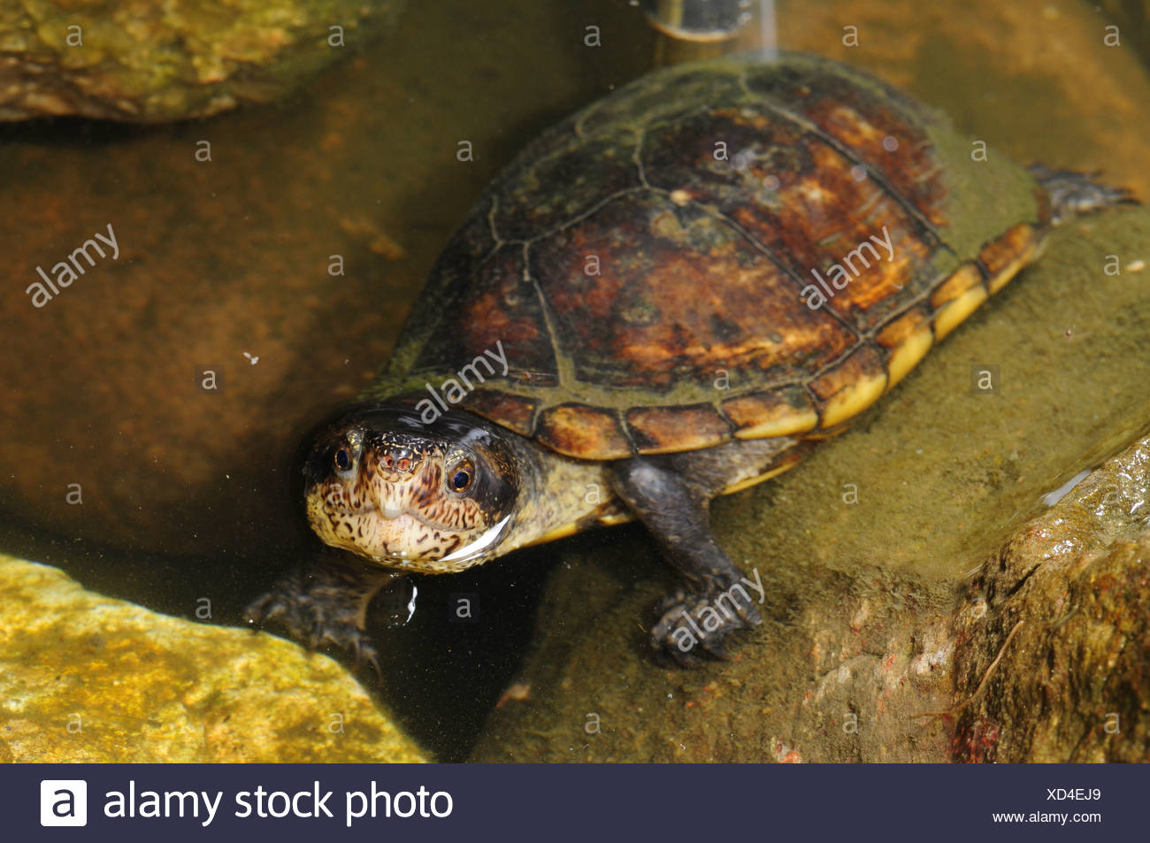 Kinosternon Leucostomum High Resolution Stock Photography and Images ...