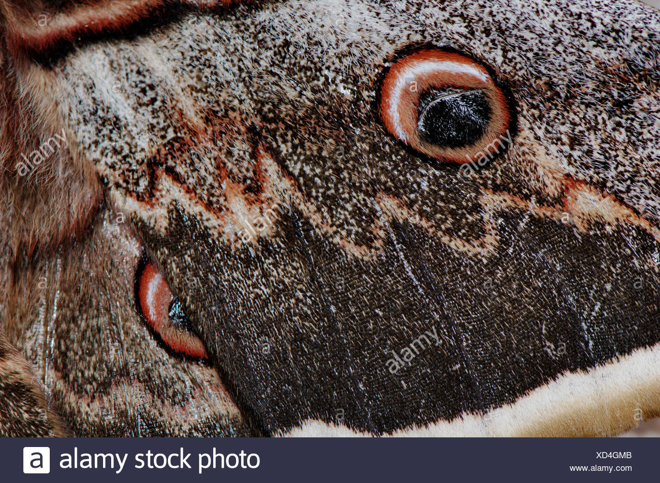 Mediterranean Insect High Resolution Stock Photography and Images - Alamy