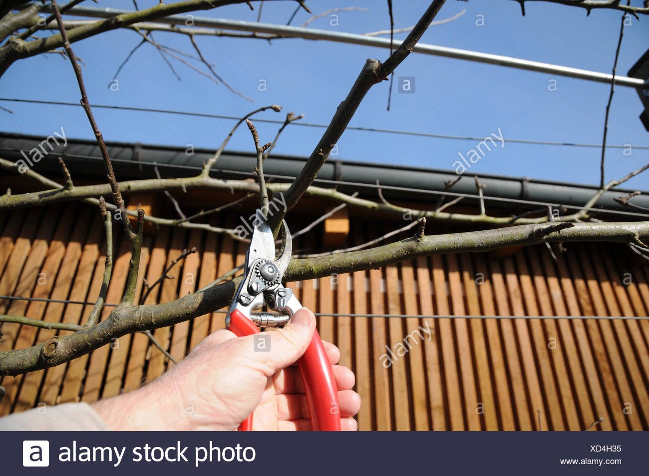 Pruning Espalier Apple Tree High Resolution Stock Photography and ...