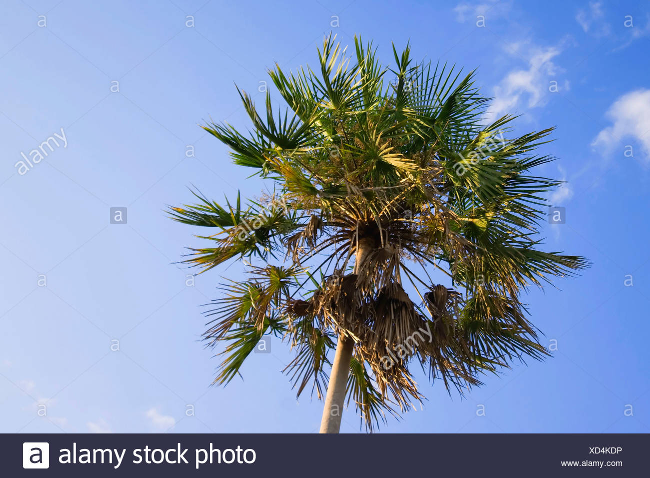 Caranday Palm Stock Photos & Caranday Palm Stock Images - Alamy