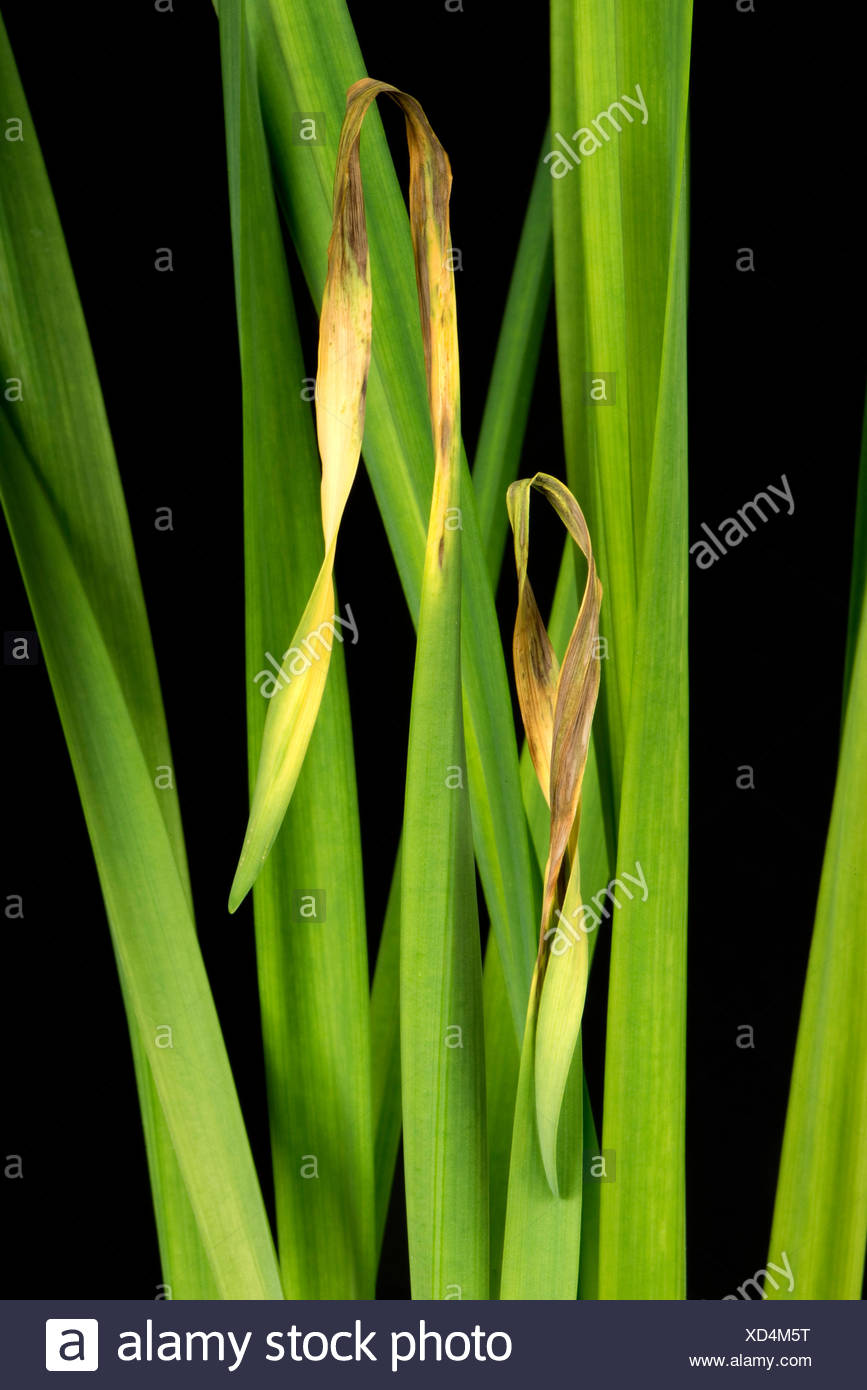 Leaf Scorch Stock Photos & Leaf Scorch Stock Images - Alamy