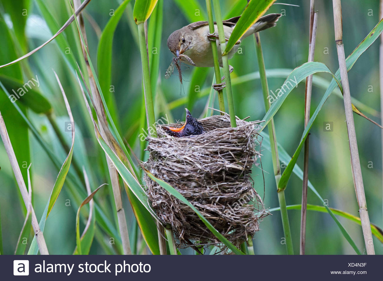 Baby Cuckoo Baby Bird In Nest High Resolution Stock Photography and ...