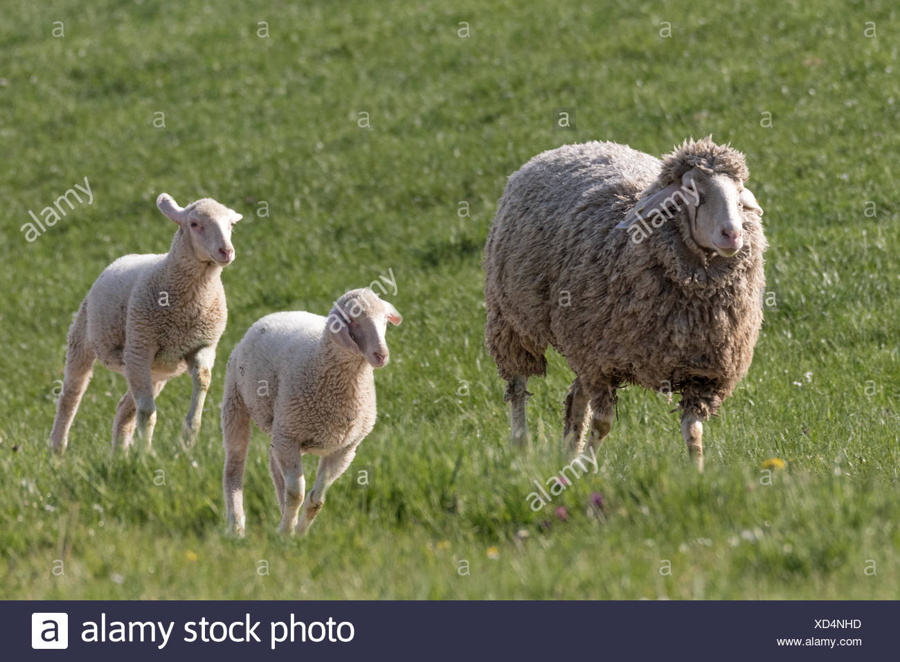 Sheep Run High Resolution Stock Photography and Images - Alamy