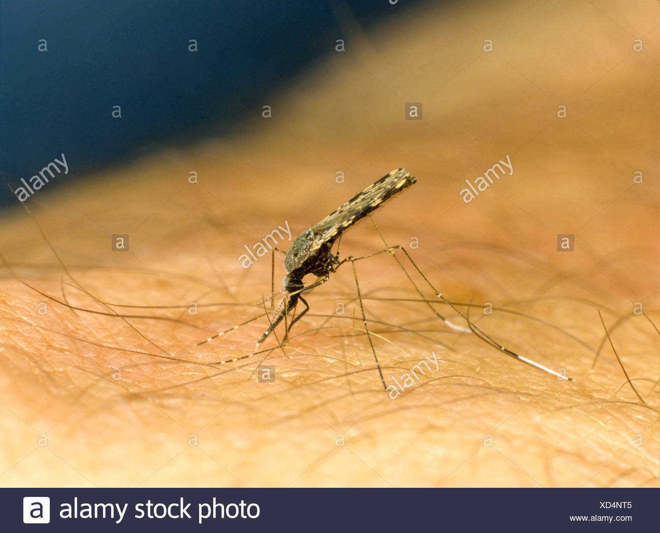 Anopheles Mosquito Female High Resolution Stock Photography and Images ...
