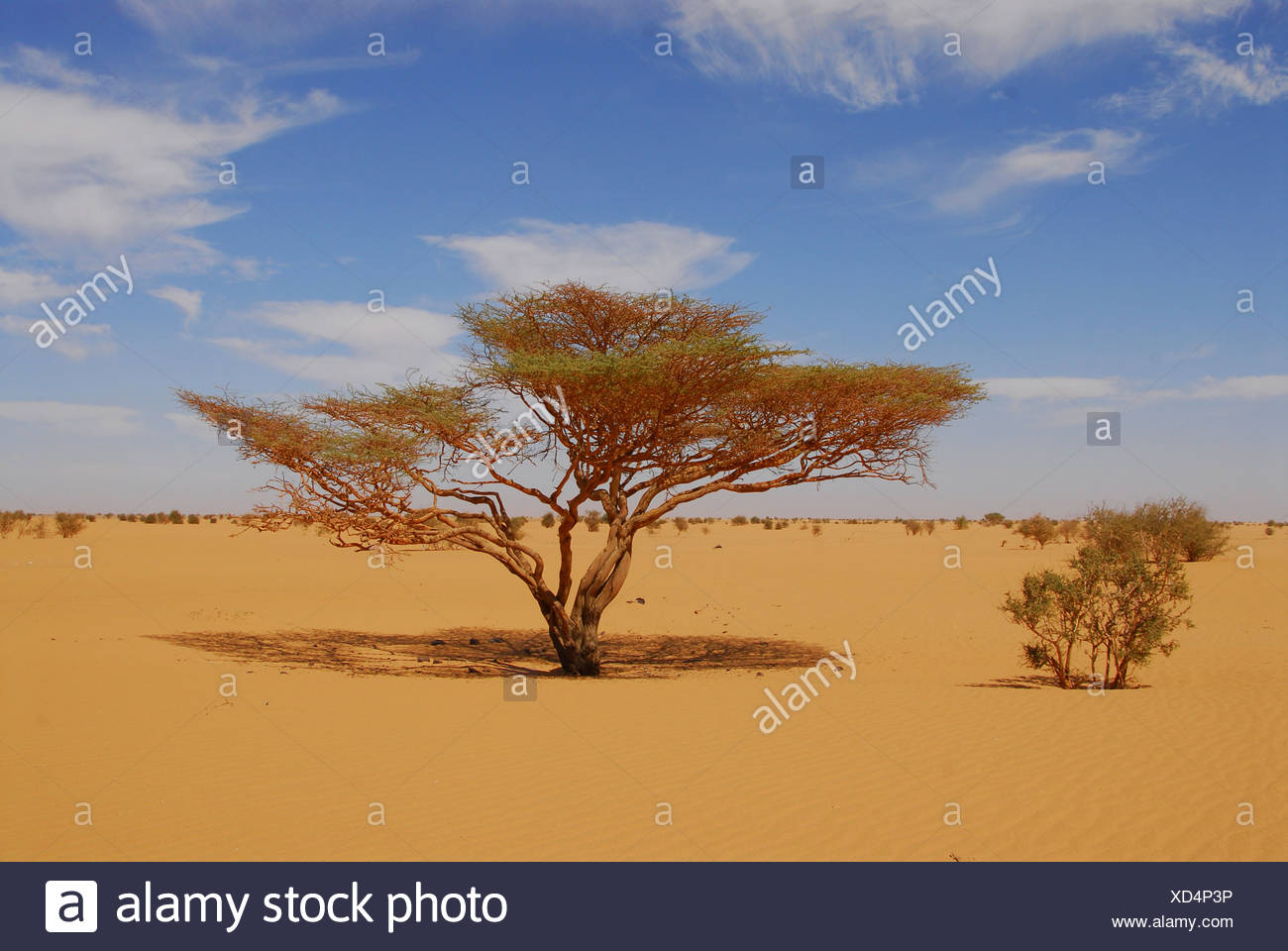 Sudan Desert Trees High Resolution Stock Photography and Images - Alamy