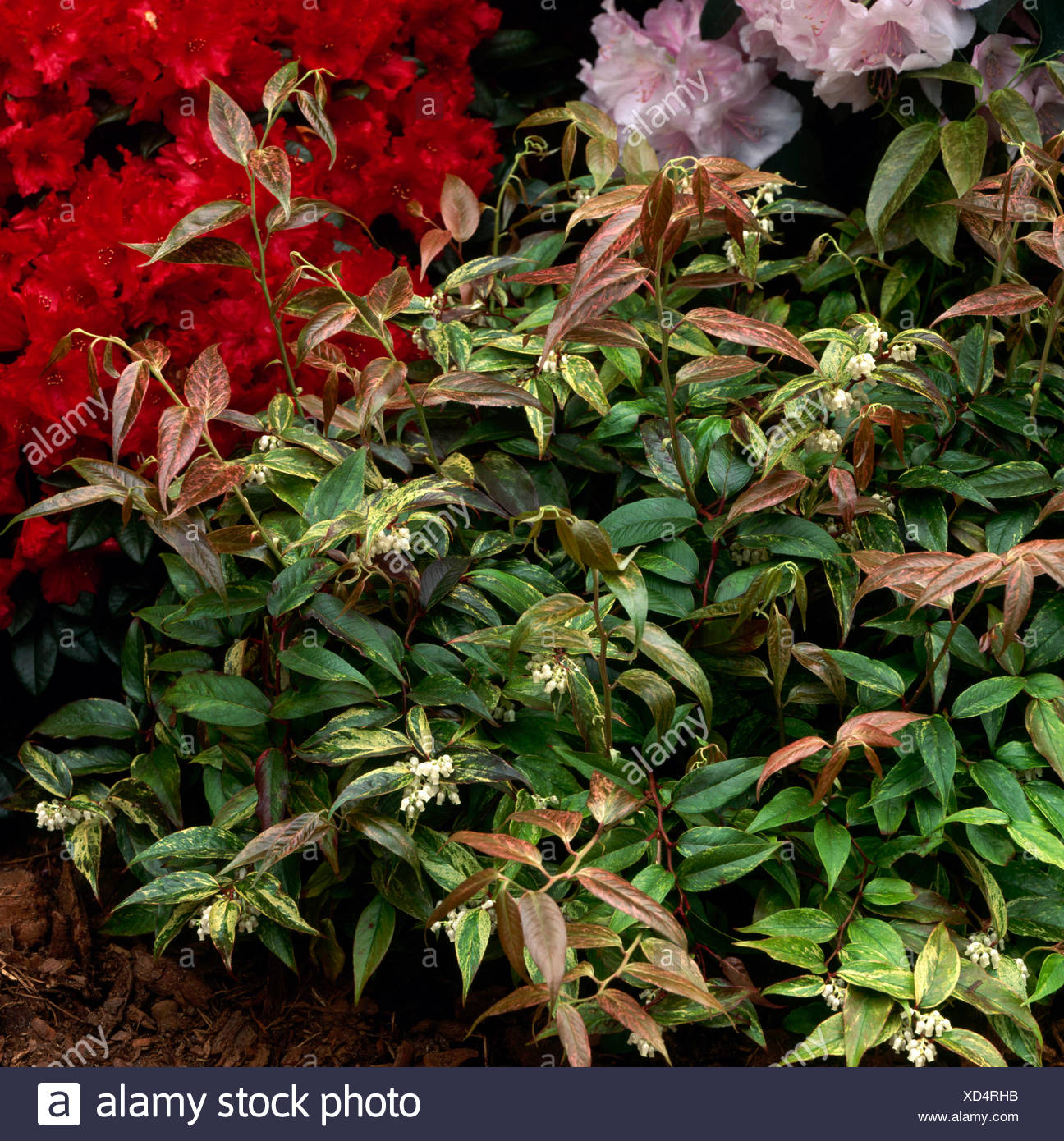 Leucothoe Fontanesiana Rainbow High Resolution Stock Photography and ...
