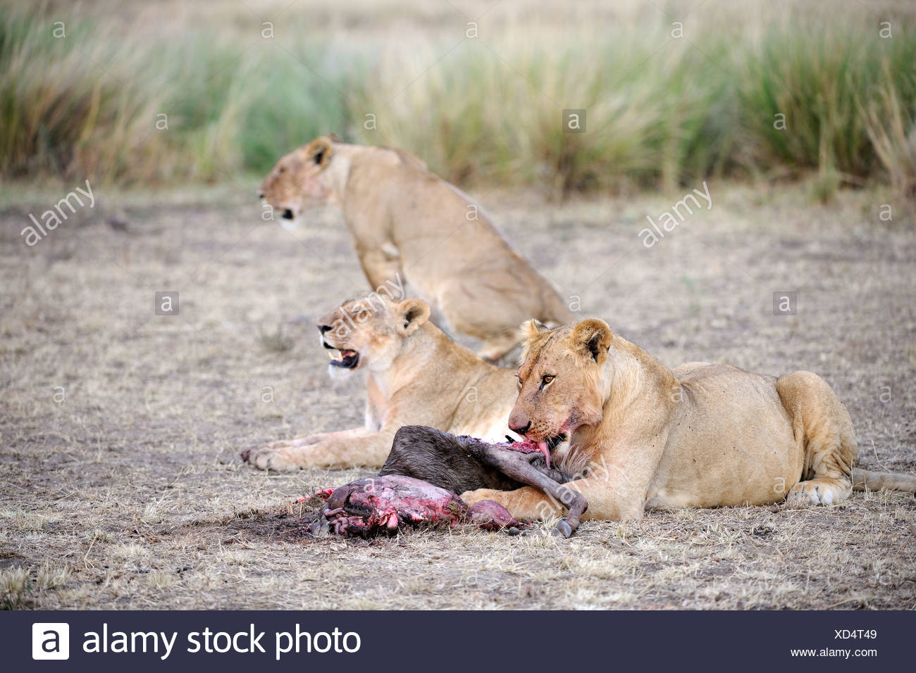 Lion Eating Prey High Resolution Stock Photography and Images - Alamy